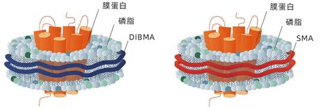 合成纳米盘；磷脂纳米盘；dibma；aasty；膜蛋白 成都正民德思生物科技有限公司