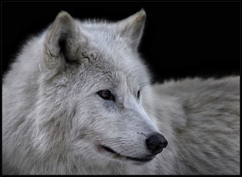 Der Weiße.... Foto & Bild | tiere, zoo, wildpark & falknerei ...