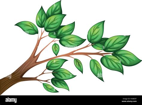 Ilustración de una rama de un árbol con hojas sobre un fondo blanco