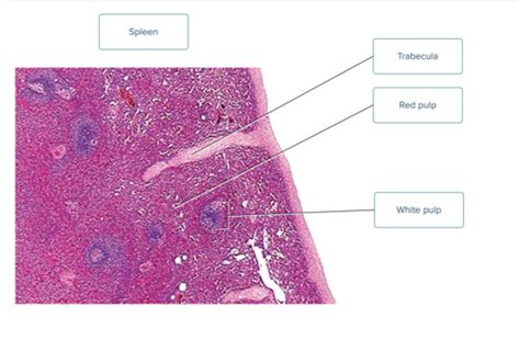 Chp 22 HW Lymphatic System Flashcards Quizlet