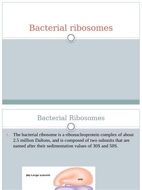 Bacterial Ribosomes Pdf