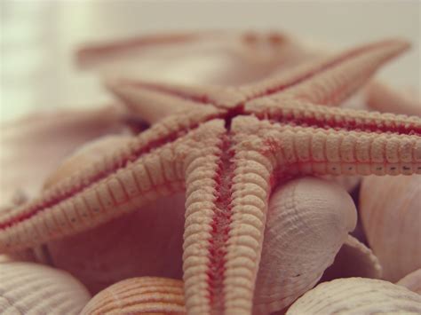 Download Animal Starfish Hd Wallpaper