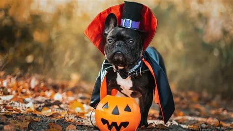 17 Of The Best Homemade Halloween Dog Costume Ideas