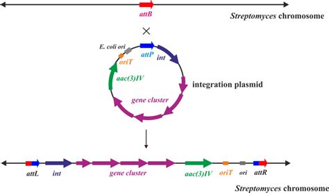 Scheme Of Site Specific Integration Of The Integration Plasmid