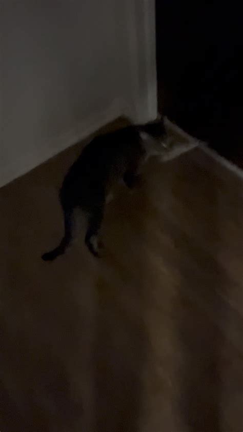 Why Is He Growling At The Toy It Has Catnip In It Rcats
