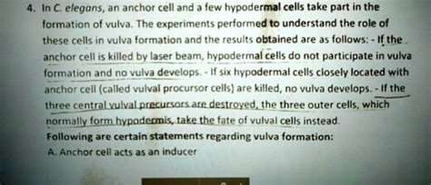 Solved In € Elegans An Anchor Cell And Few Hypodermal Cells Take Part