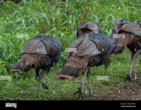 Wild Turkeys Meleagris Gallopavo In The Form Called Rio Grande Wild