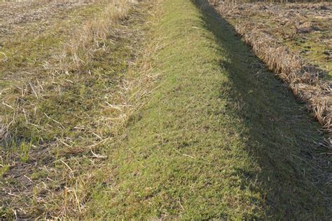 Premium Photo Green Grass Path In The Field