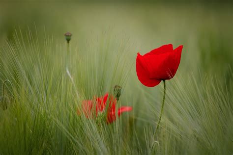 Blumen Mohn Weizen Kostenloses Foto Auf Pixabay Pixabay