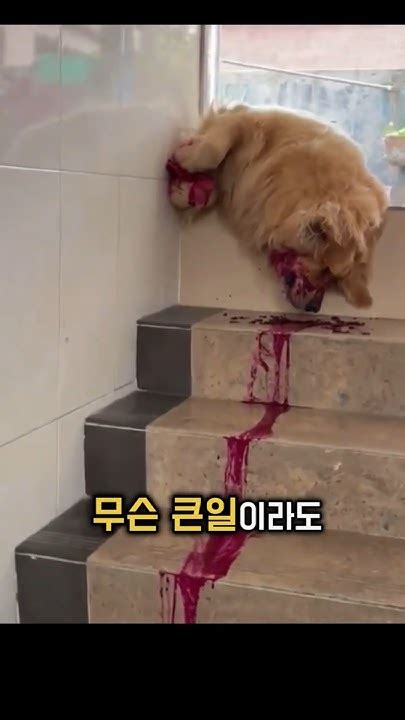 댕댕이가 바닥에 빨간 피를 흘린 이유 Youtube