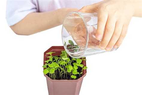 어린 식물 과 냄비를 들고 어린 소년 자연을 돌보는 것 지구의 날 휴일과 세계 환경의 날의 개념입니다 집에서 야채를 재배 닫아
