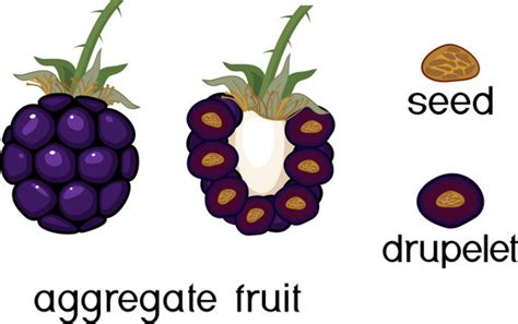 Aggregate Fruit