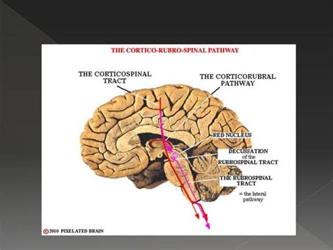Pyramidal Tract And Extra Pyramidal Tracts Pptx
