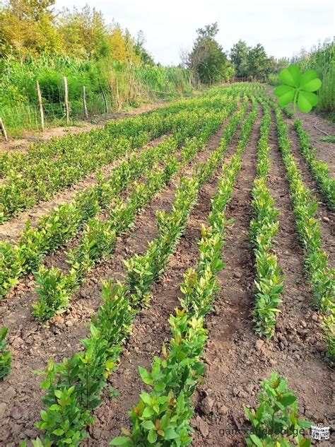 იყიდება დაფნის ნერგები ზუგდიდი Geo1475218 განცხადება მცენარეები ხეები სახლი ბაღი