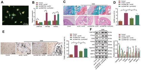 Downregulation Of MicroRNA 29b By DNMT3B Decelerates Chondrocyte