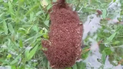 Raft Of Floating Fire Ants In Hurricane Harvey Flood Waters Is