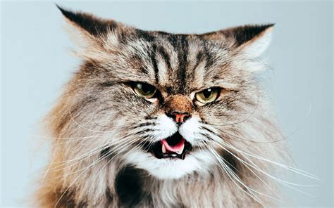 Gatto Con Sbalzi Dumore Cosa Significa E Cosa Fare Al Riguardo