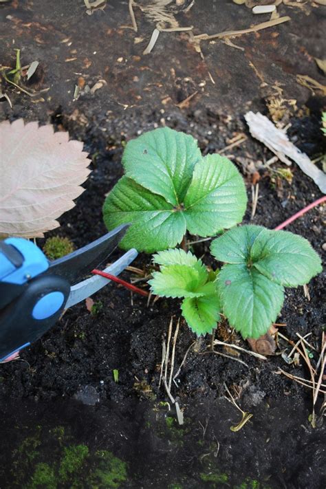 3 Must Do Fall Tasks For Thriving Strawberry Plants And A Key Mistake