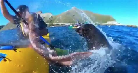 Mo Mhai Rotto Il Cazzo Video Una Foca Scaraventa Un Polpo In