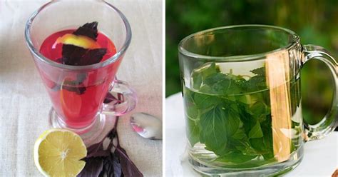 5 весомых причин пить чай с базиликом Со Вкусом