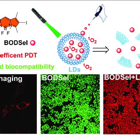 Pdf A Novel Photosensitizer For Lipid Dropletlocation Photodynamic