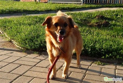 Mały pies do adopcji Stargard Zoodoptuj pl