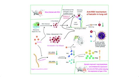 Model Summarizing Mechanism Underlying Potent Innate Immune Response