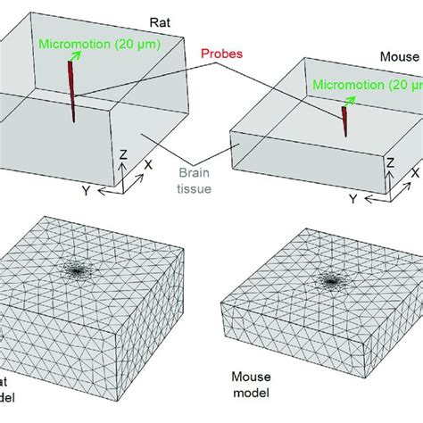 Configurations For The Finite Element Method Strain Models A Download Scientific Diagram