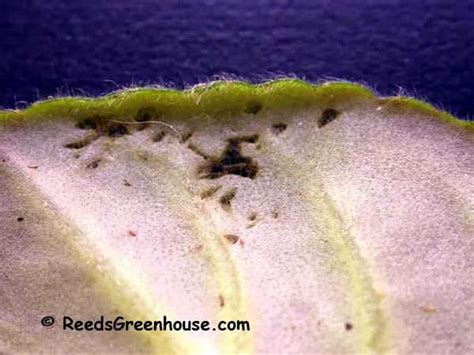 Искра Двойной Эффект Инструкция - startukraine