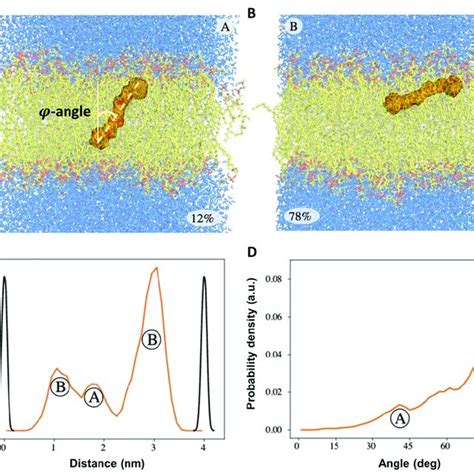 Results Of The Molecular Dynamics Simulations Of Equilibrium