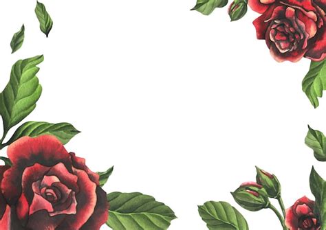 Flores De Rosa Rojo Negro Con Hojas Y Brotes Verdes Elegantes