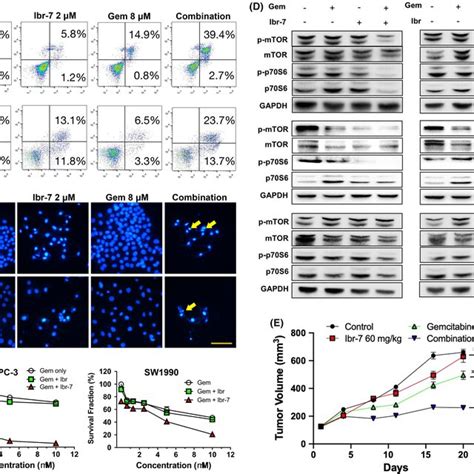 Ibr‐7 Induced Apoptosis In Bxpc‐3 And Sw1990 Cells A Cells Were