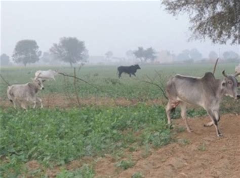 बेसहारा पशु चट जा रहे फसल संकट में किसान Destitute Cattle Are Being