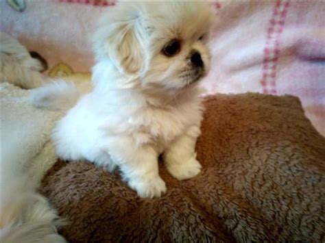 פקינז למכירה באילת 2500 שח מודעה 86371 כלבים לוח חיות מחמד הומלס