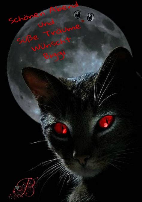Pin von Biggi Seele auf Abendgrüße Abendgrüße Katzen Grüße