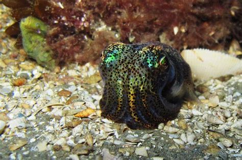 Dumpling Squid Underwater World Fish Pet Photography