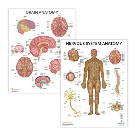 Anatomy Lab Anatomy Charts Anatomy Warehouse