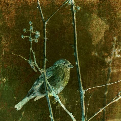 Lifesong Photograph By Bonnie Bruno Fine Art America
