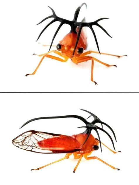 Earth ⚡️ The Spiky Treehopper—an Insect From Another Planet This Bizarre Looking Creature Is