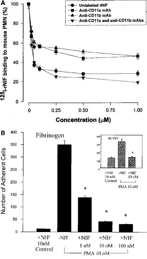 A Specific Binding Of 125 I Rnif To Mouse Pmn Mouse Pmns 5 10 5 Download Scientific
