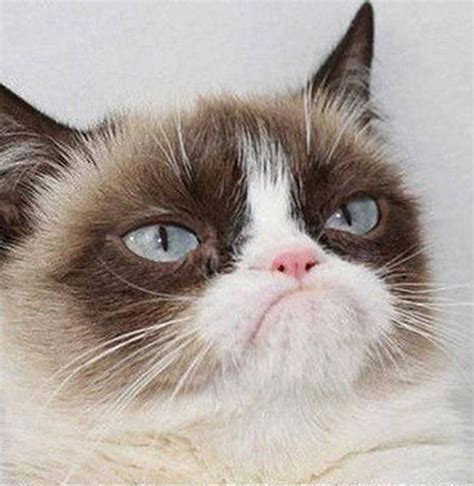 Berita Tardar Sauce Grumpy Cat Terbaru Hari Ini Bobo