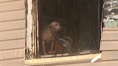 Watch Dog Rescued From Burning House Cnn Video