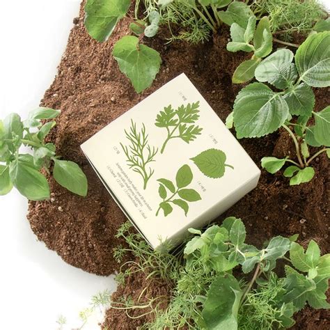 [홈가드닝 반려식물] 향긋한 식탁을 위한 휴식 정원 키트 4종 바질 깻잎 딜 챠빌 감도 깊은 취향 셀렉트샵 29cm