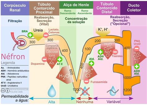Sistema UrinÁrio Mind Map
