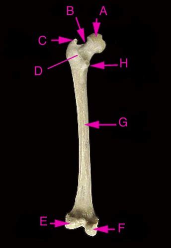 Femur Flashcards Quizlet