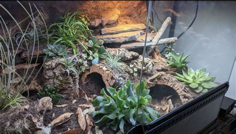 Leopard Gecko Enclosure Terrarium Ideeën Dieren Gekko