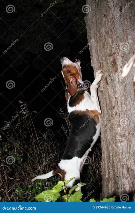 Treeing Walker Coonhound Climbing Tree