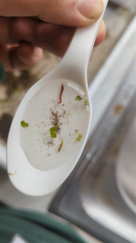 Riverblitz Events A Citizen Science Approach Ribble Rivers Trust