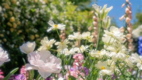 ️🩷 3915 Flower Desktop Wallpaper Cute Desktop Wallpaper Cute Laptop