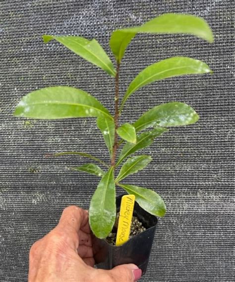 ~mickey Mouse~plant Ochna Serrulata Live Sml Potd Plant Plantations